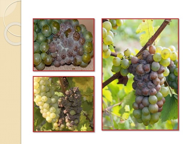 Vine diseases | PPTX | Gardening | Home & Garden