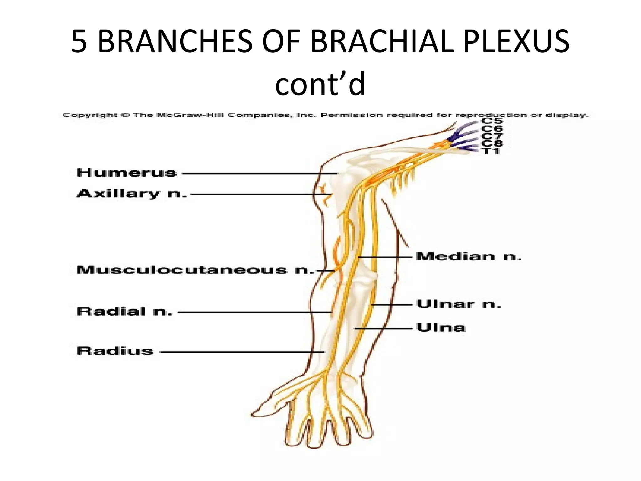 Vines idol brachial plexus ppt trans | PPT