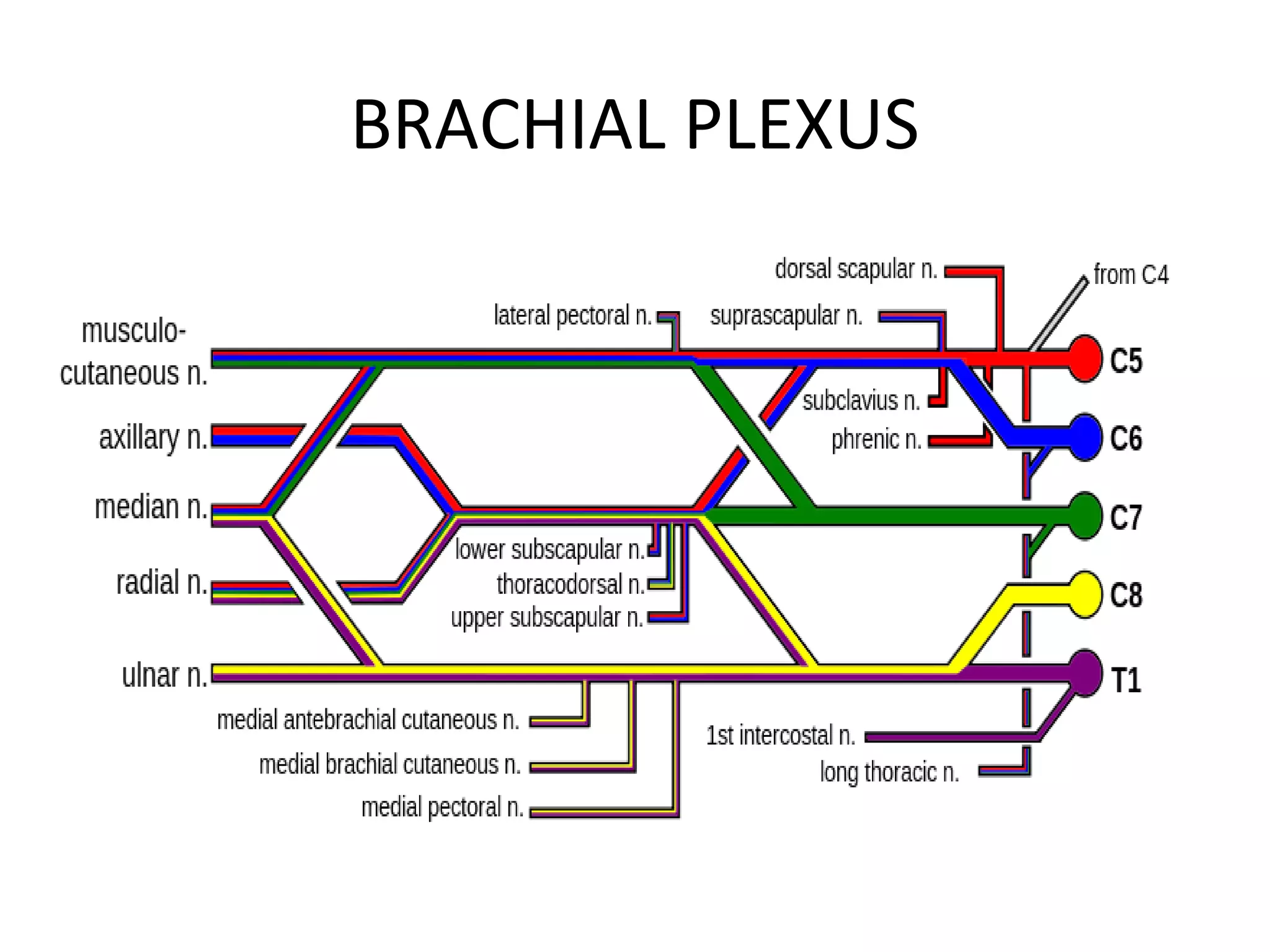 Vines idol brachial plexus ppt trans | PPT