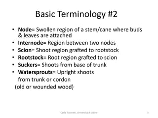 Vine structure | PPTX