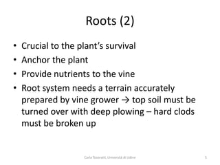 Vine structure | PPTX