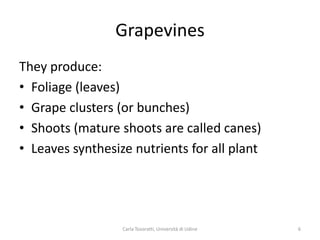 Vine structure | PPT