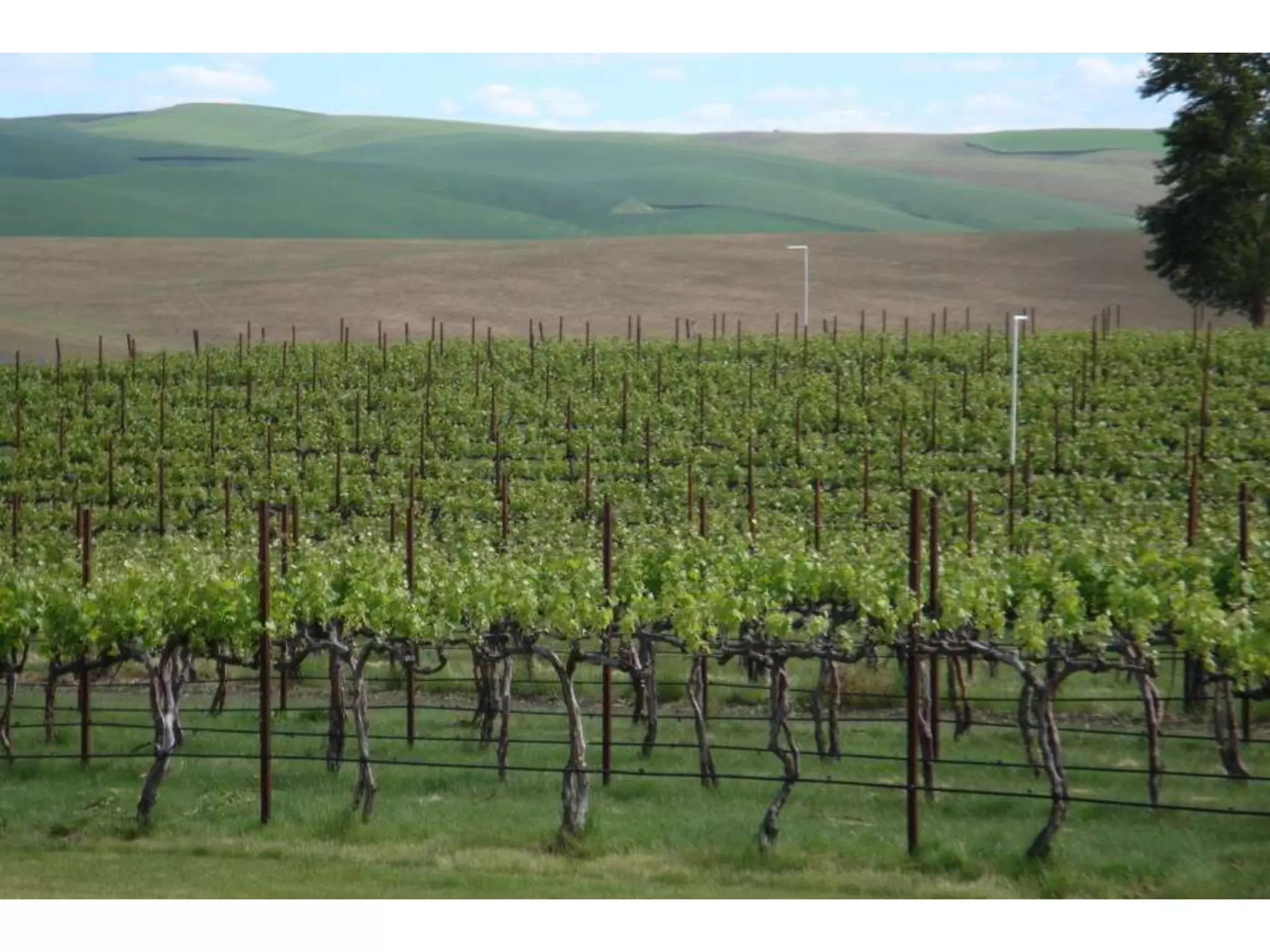 Walla Faces Vineyards | PPTX