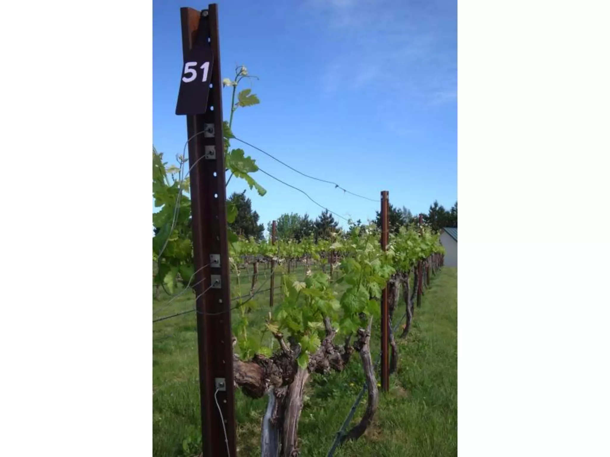 Walla Faces Vineyards | PPTX