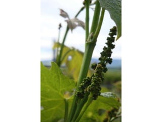 Walla Faces Vineyards | PPTX