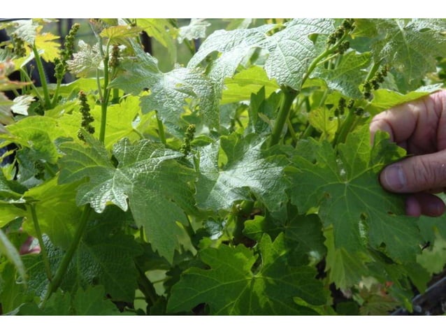 Walla Faces Vineyards | PPTX