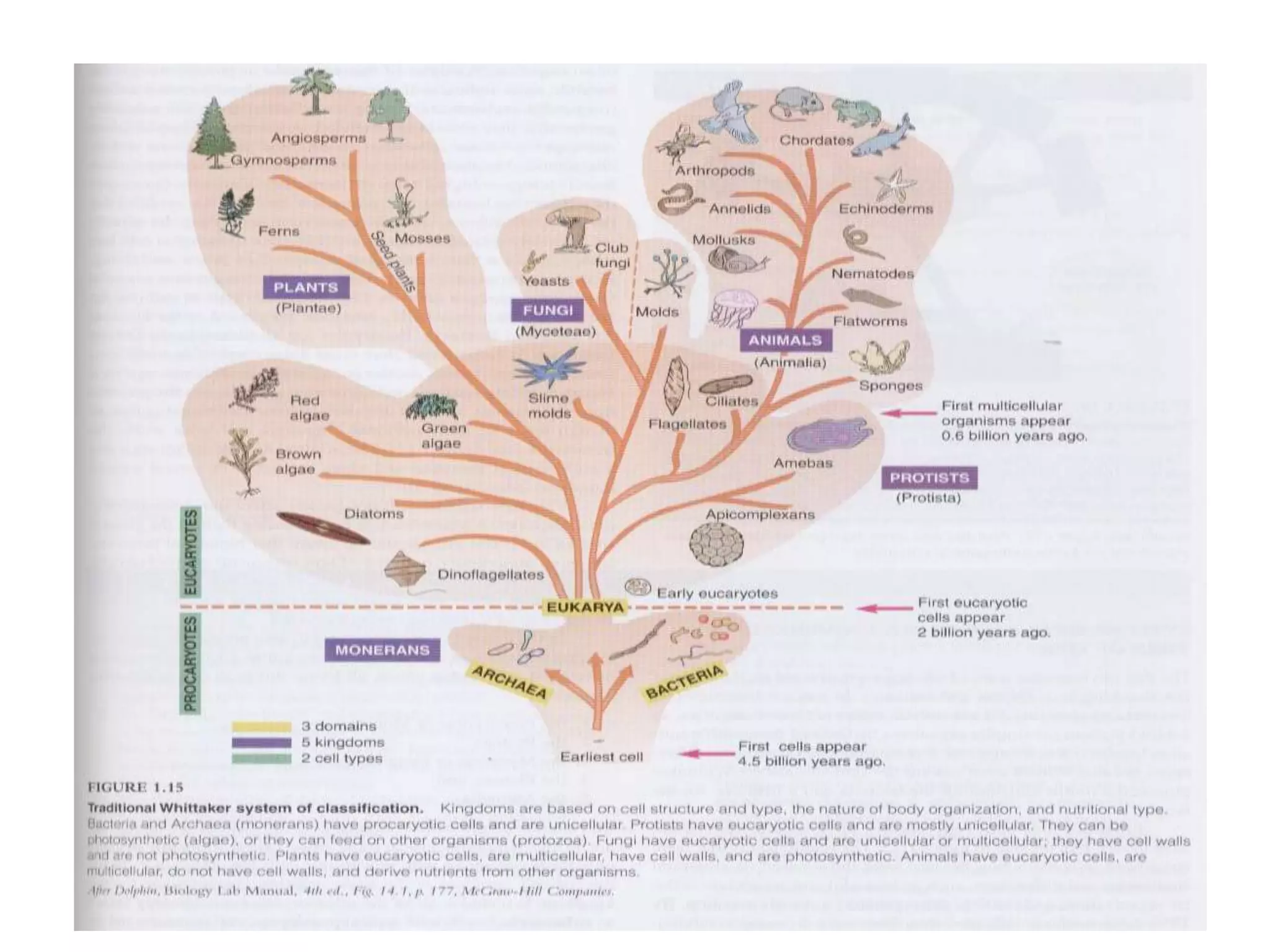 General Characters Of Microorganisms | PPTX