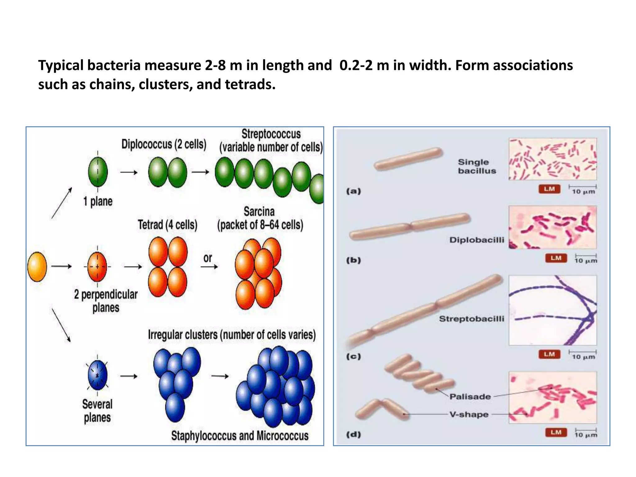 General Characters Of Microorganisms | PPTX