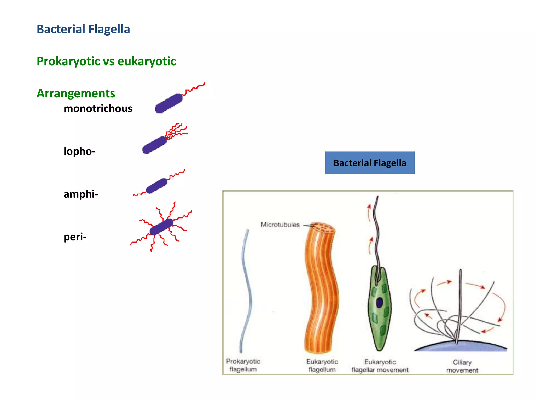 General Characters Of Microorganisms | PPTX
