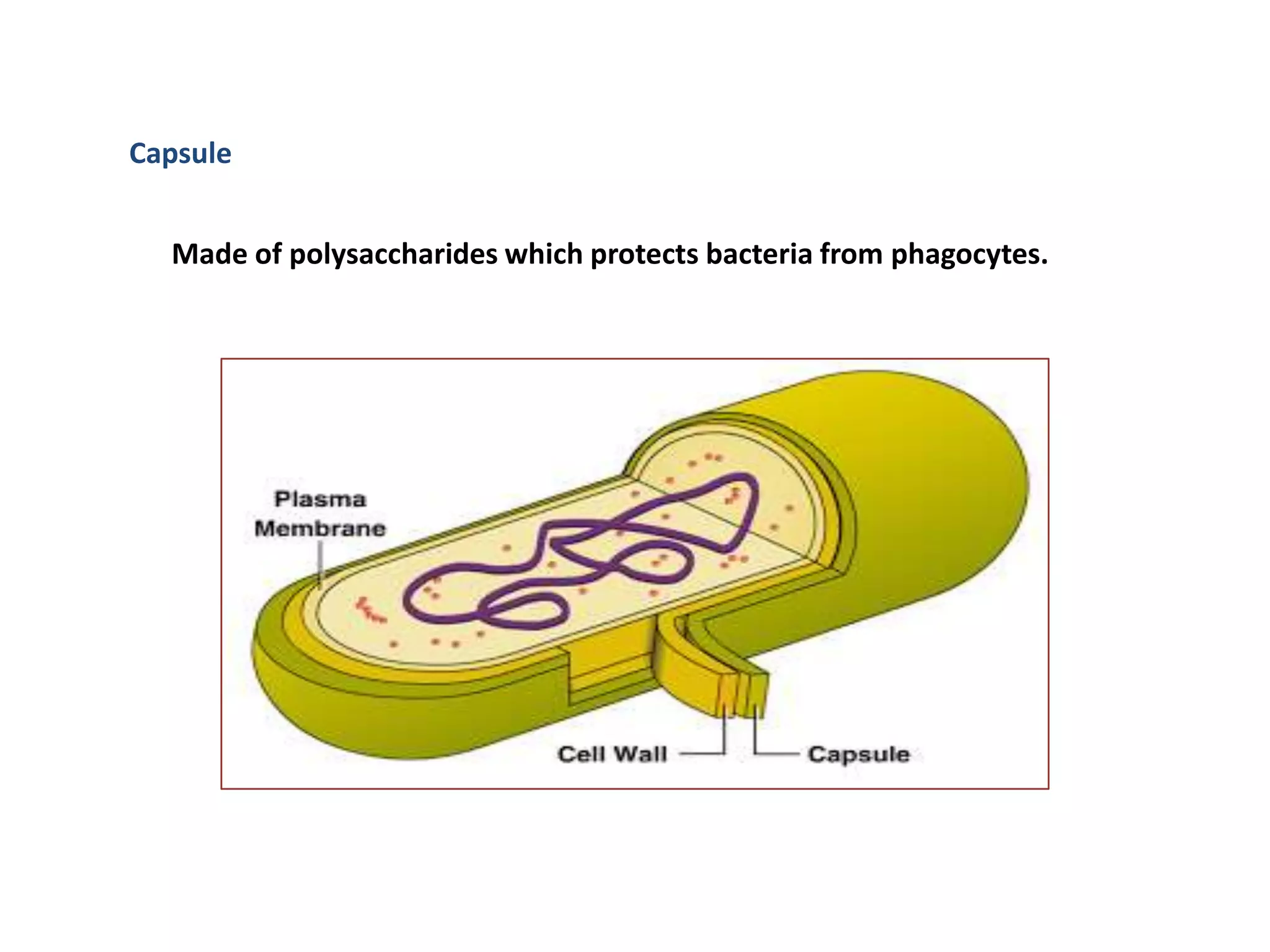General Characters Of Microorganisms | PPTX
