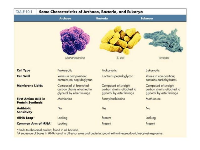 General Characters Of Microorganisms | PPTX | Biological Sciences | Science