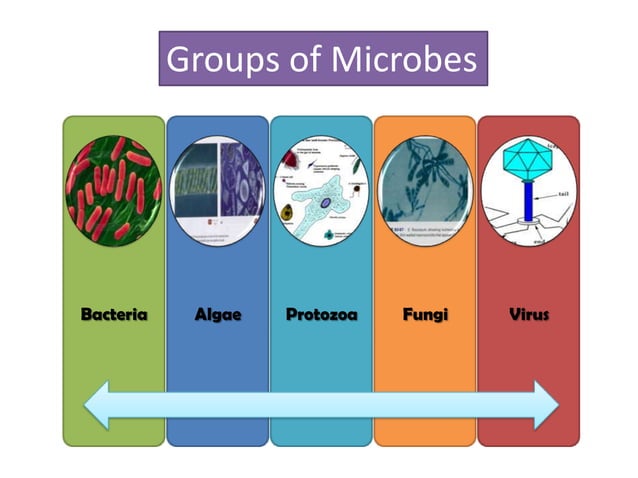 General Characters Of Microorganisms | PPTX | Biological Sciences | Science