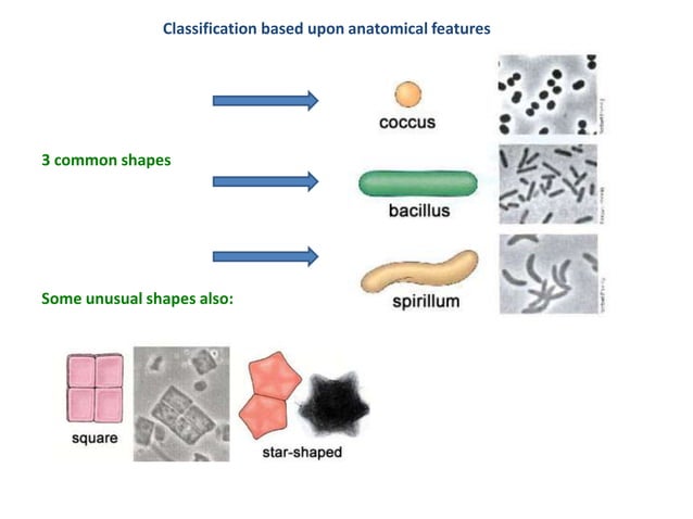 General Characters Of Microorganisms | PPTX | Biological Sciences | Science