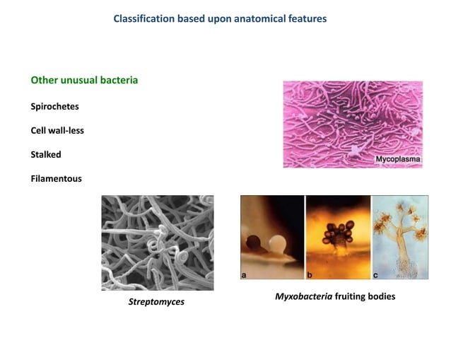 General Characters Of Microorganisms | PPTX | Biological Sciences | Science