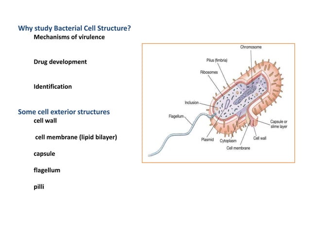 General Characters Of Microorganisms | PPTX | Biological Sciences | Science