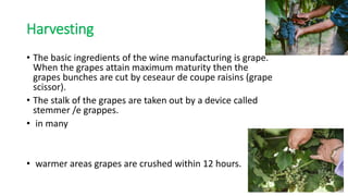 Vinification | PPTX