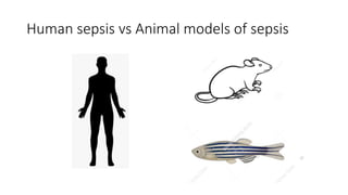 Fishing for treatments for human sepsis: lessons from a zebrafish model ...