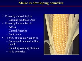 Q.P.M MAIZE | PPT