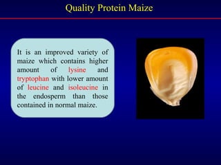 Q.P.M MAIZE | PPT