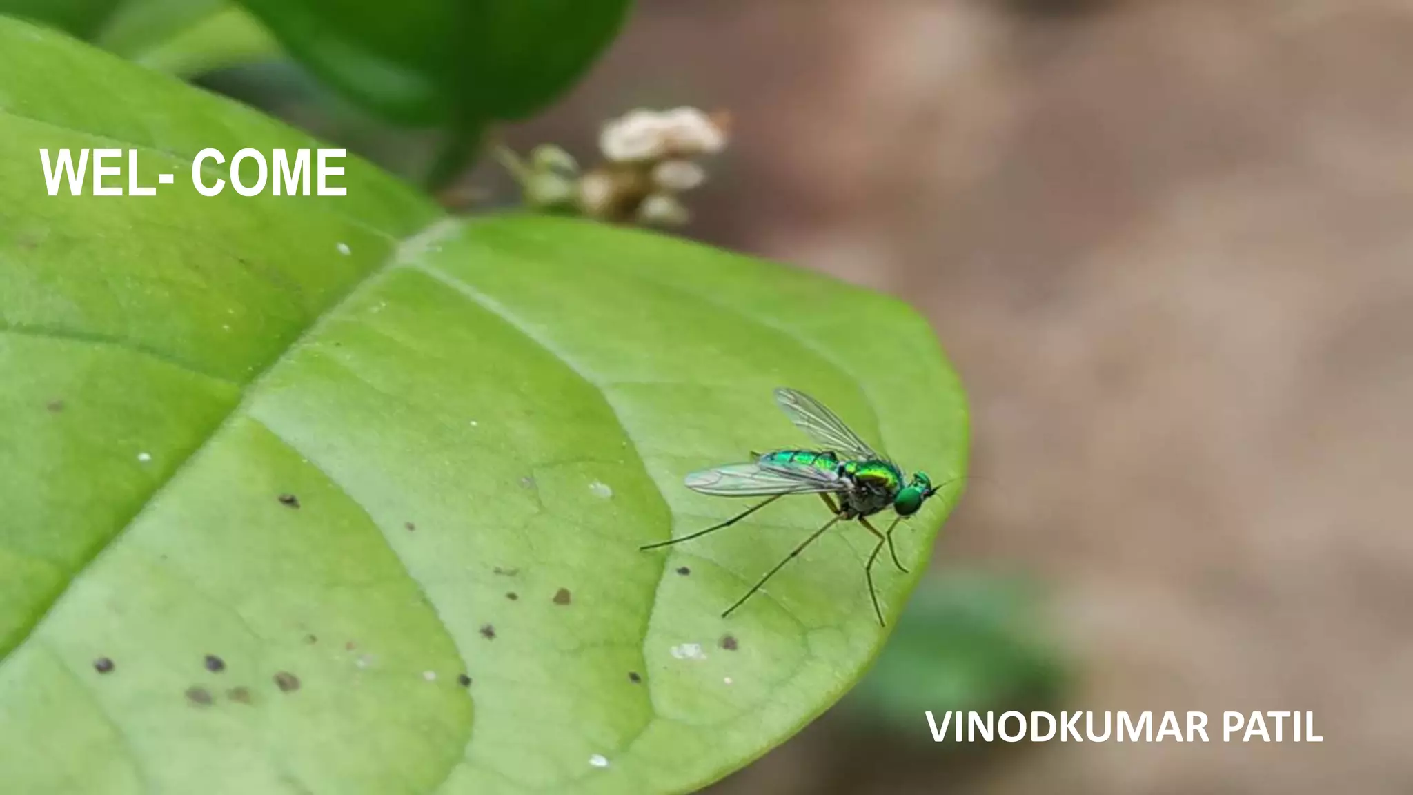 Fall Armyworm, Spodoptera frugiperda (J.E. Smith) (Lepidoptera ...