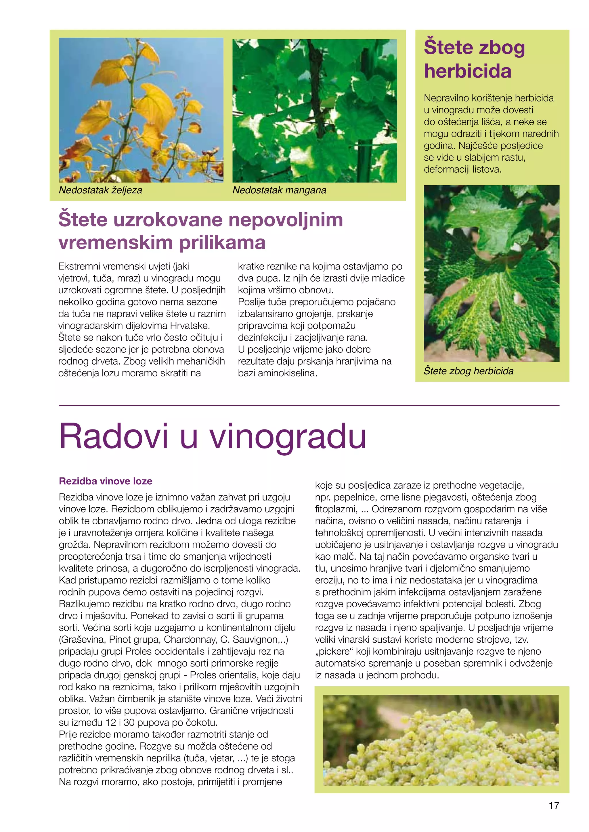 Vinogradarska brosura bayer | PDF