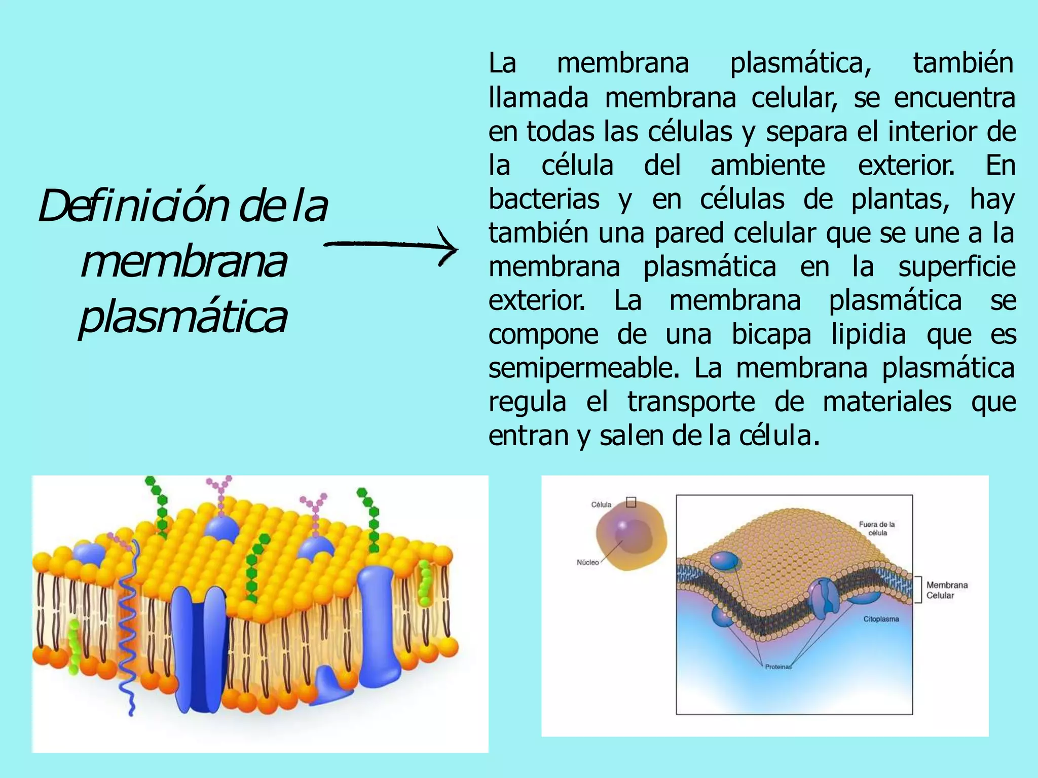 La membrana plasmática | PPTX