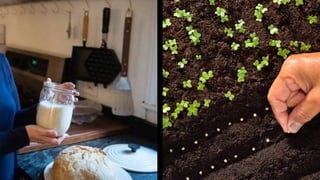 Parables and The Epiphany: Mark 4, Matt 13 & Luke 13 - The Mustard Seed ...