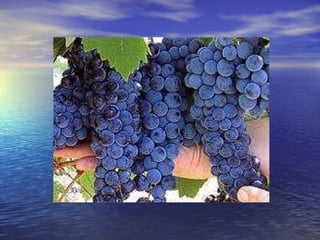 Vinuri rosii seci oancea | PPT