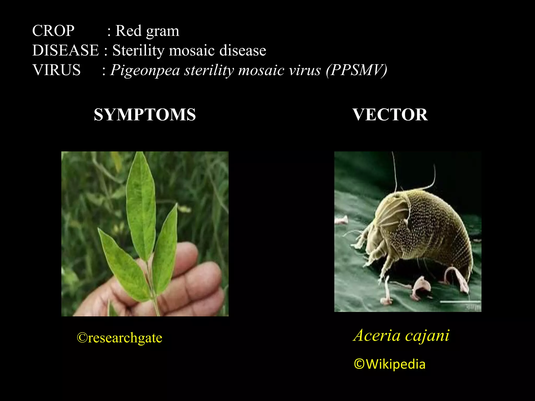 All virus diseases and its vectors in field crops | PPTX
