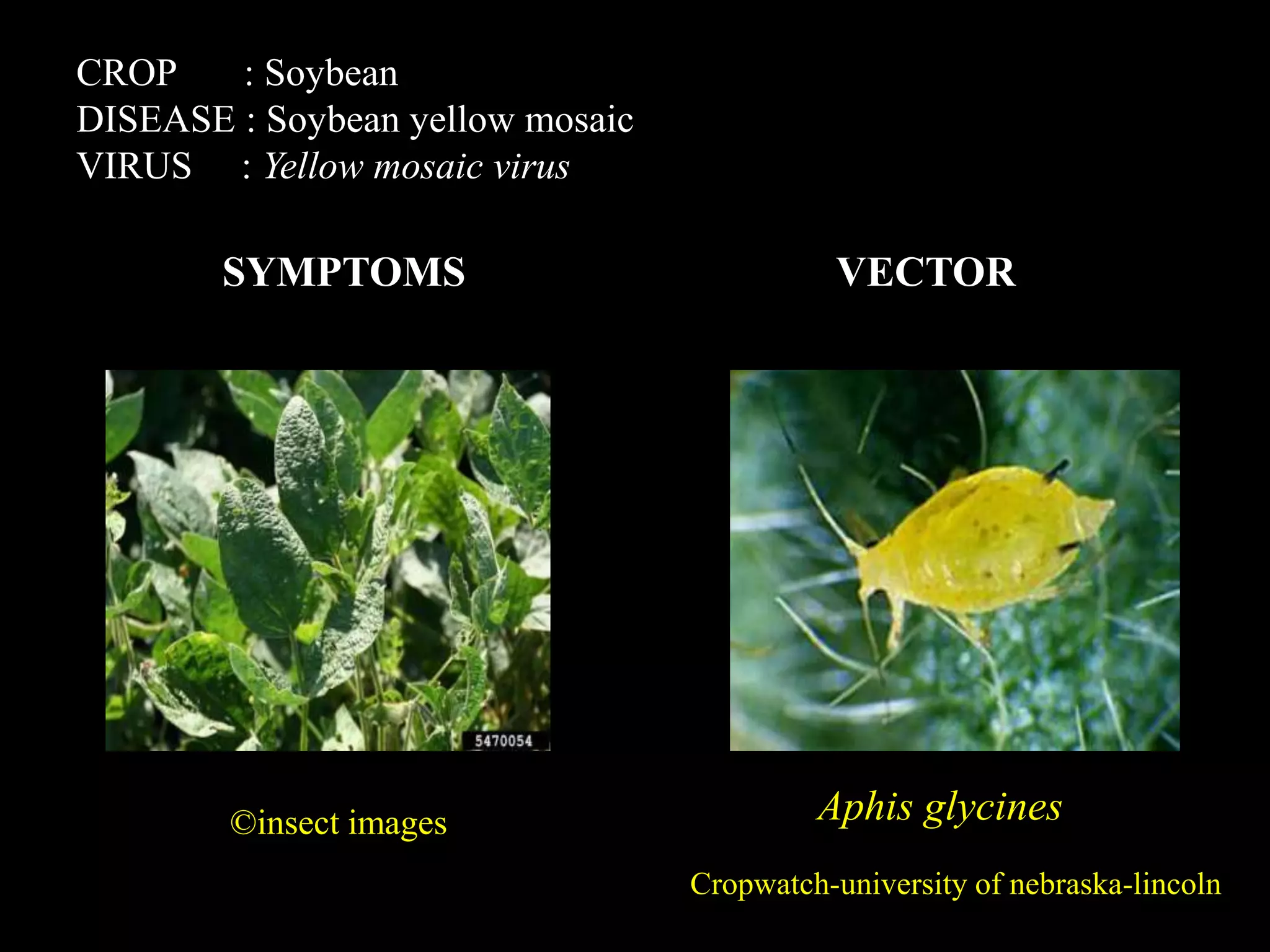 All virus diseases and its vectors in field crops | PPTX