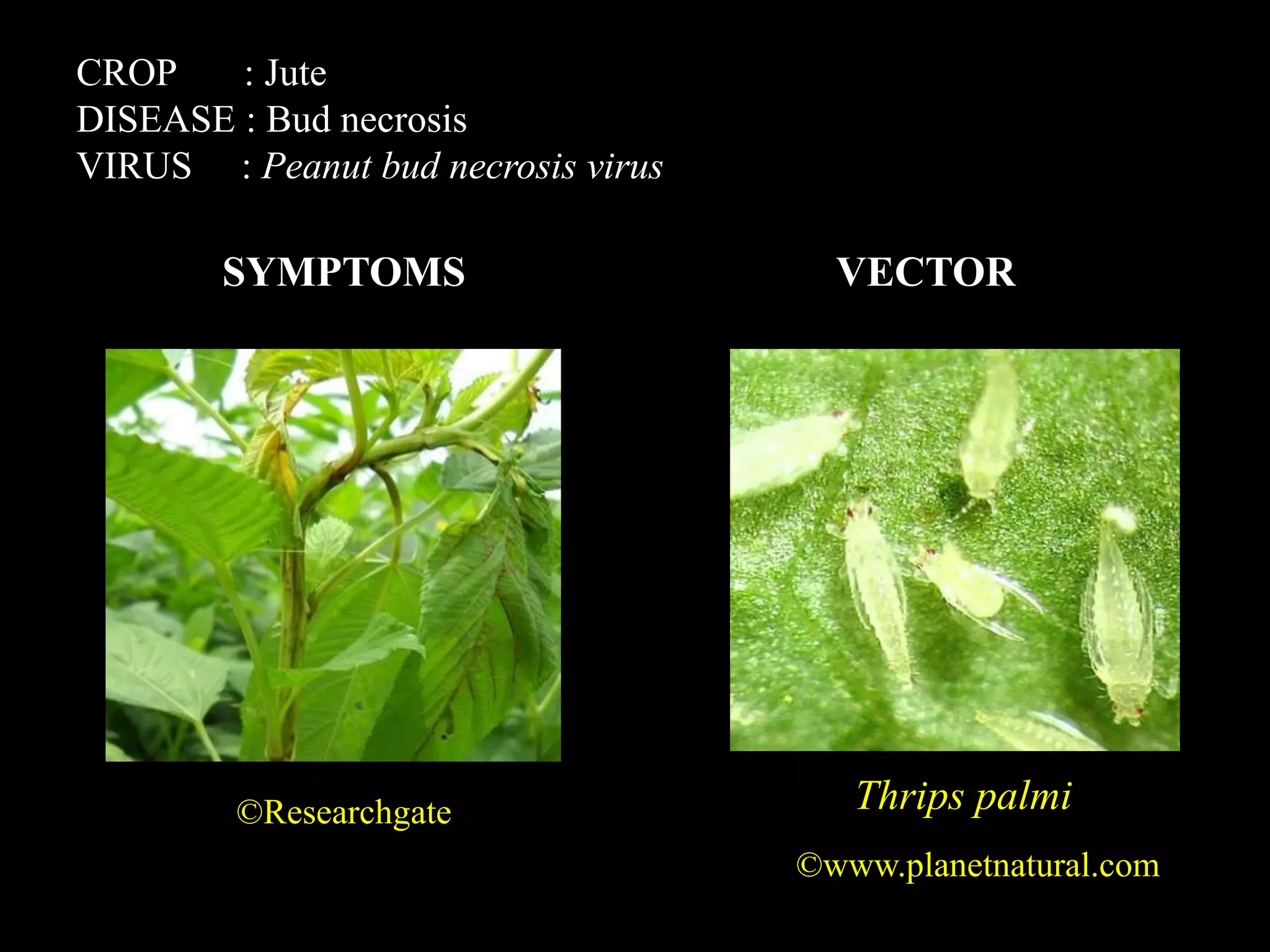 All virus diseases and its vectors in field crops | PPTX