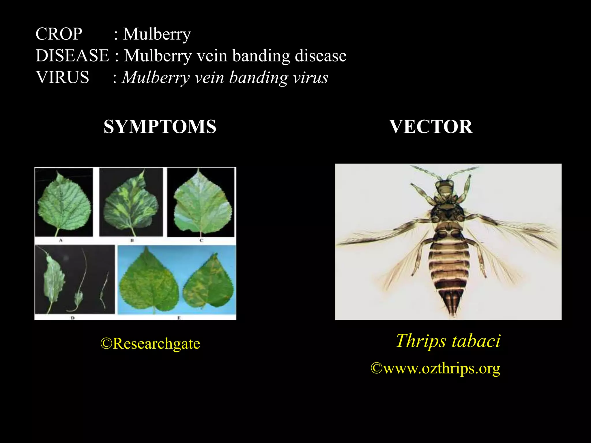 All virus diseases and its vectors in field crops | PPTX