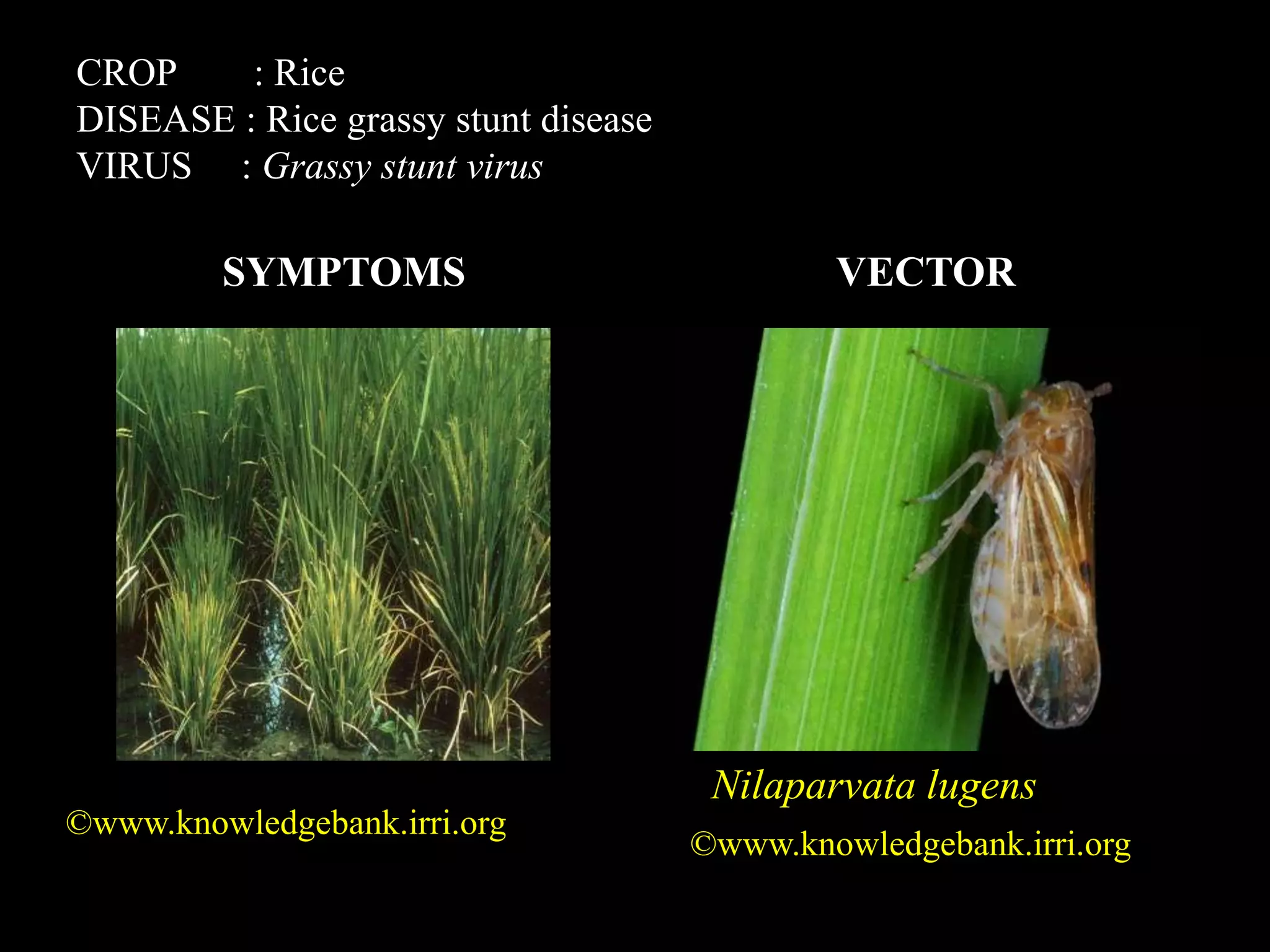 All virus diseases and its vectors in field crops | PPTX