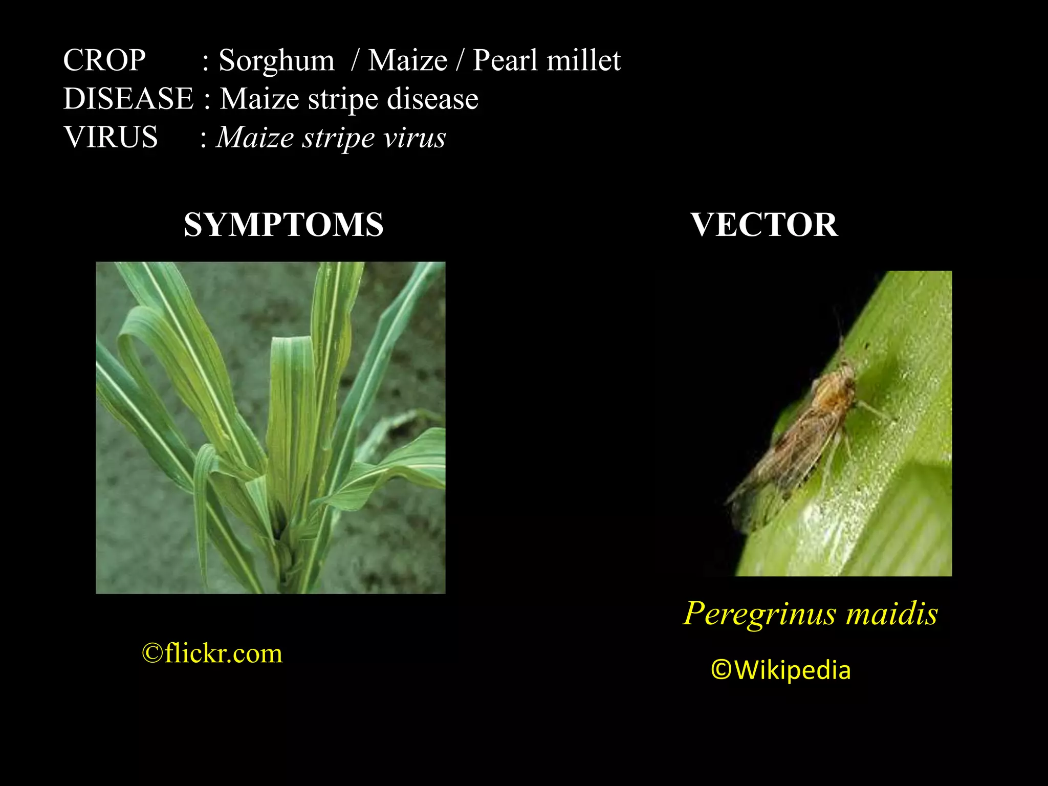 All virus diseases and its vectors in field crops | PPTX