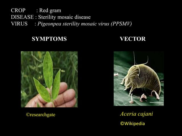 All virus diseases and its vectors in field crops | PPTX