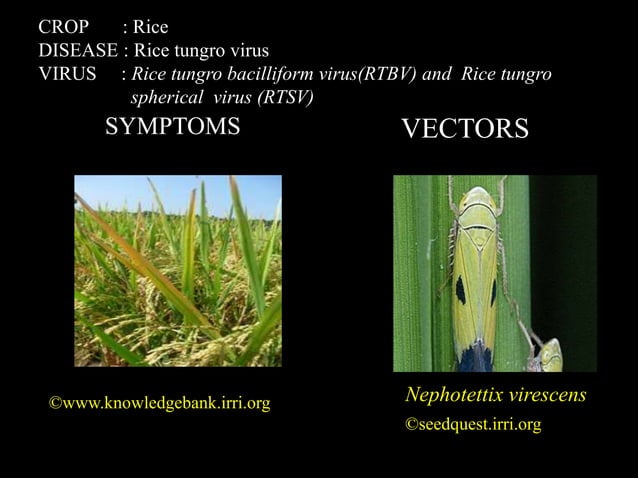 All virus diseases and its vectors in field crops | PPTX