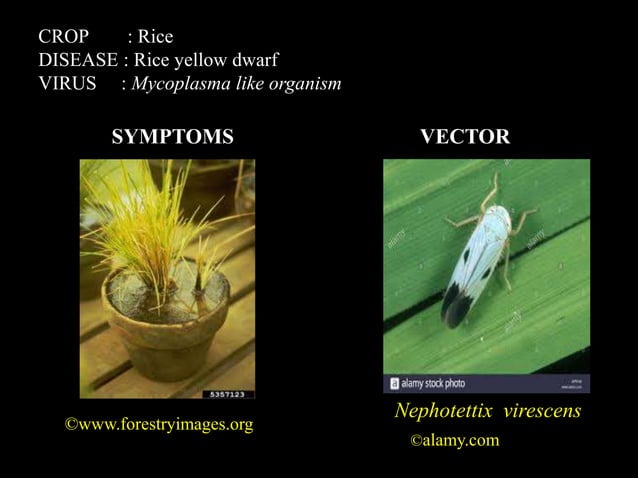 All virus diseases and its vectors in field crops | PPTX