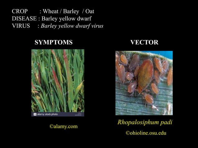 All virus diseases and its vectors in field crops | PPTX