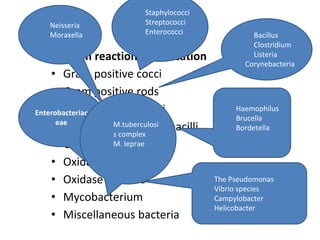 Chapter_4_Pathogenic_Gram_positive_cocci.pptx