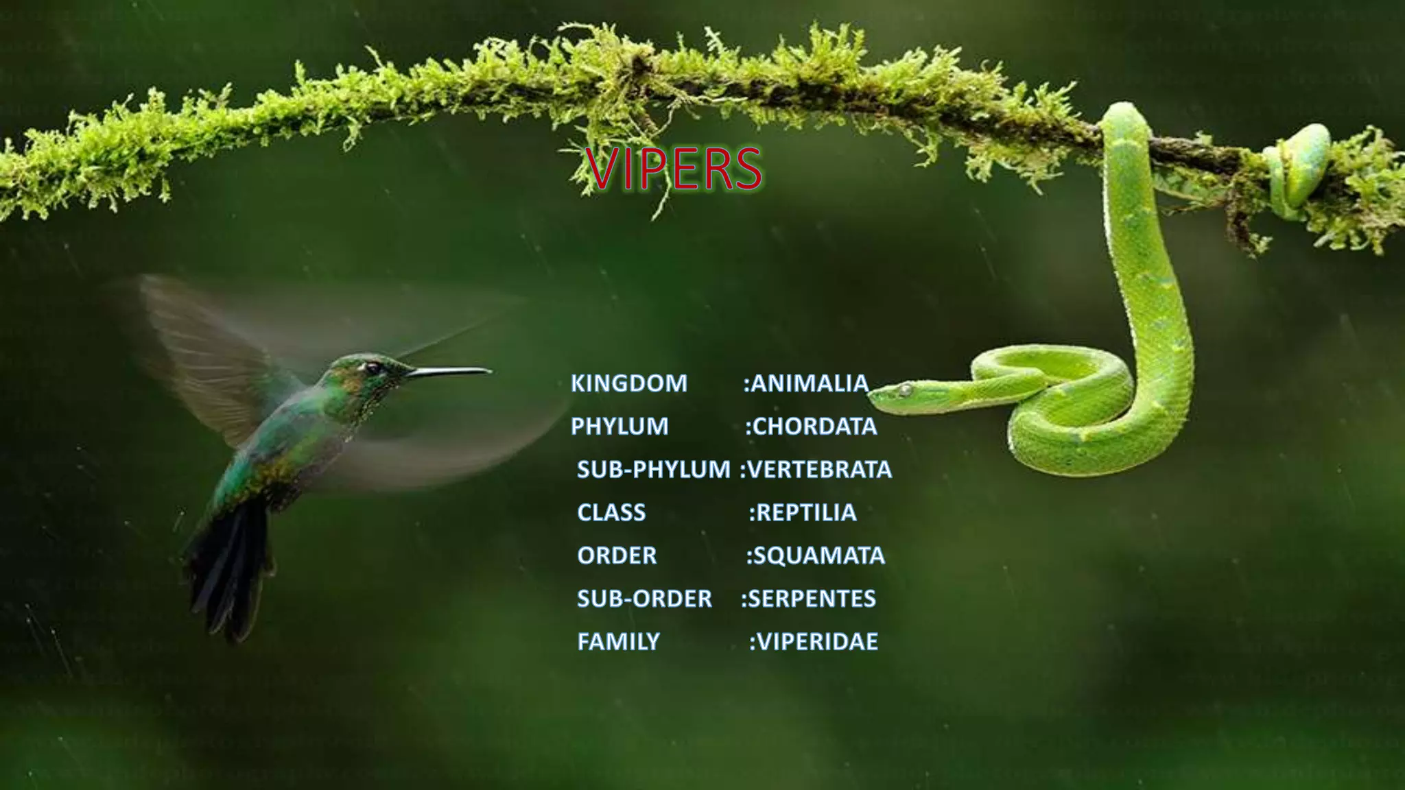 Viper,the snake viper major poison and several types vipers are present ...