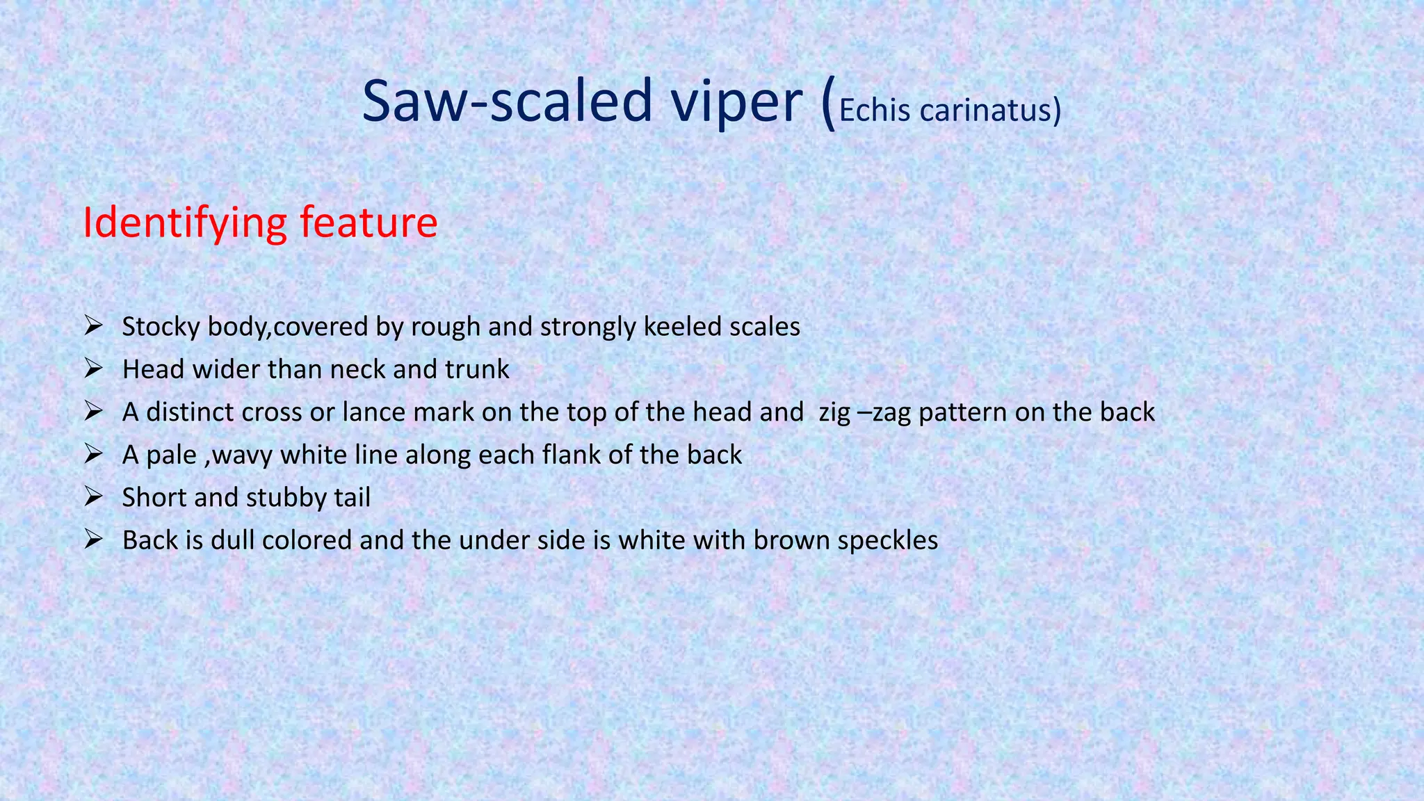 Viper,the snake viper major poison and several types vipers are present ...