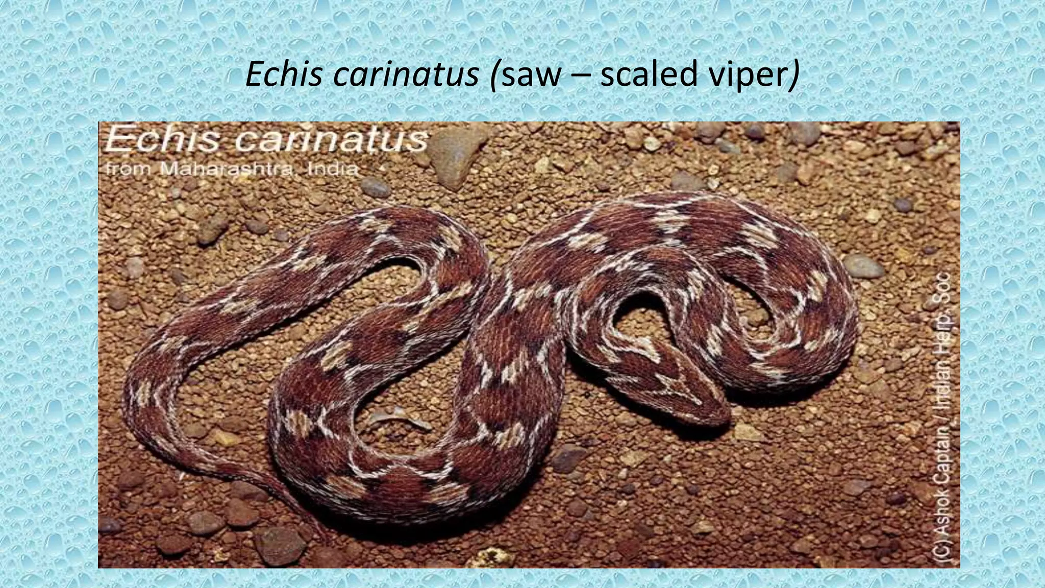 Viper,the snake viper major poison and several types vipers are present ...