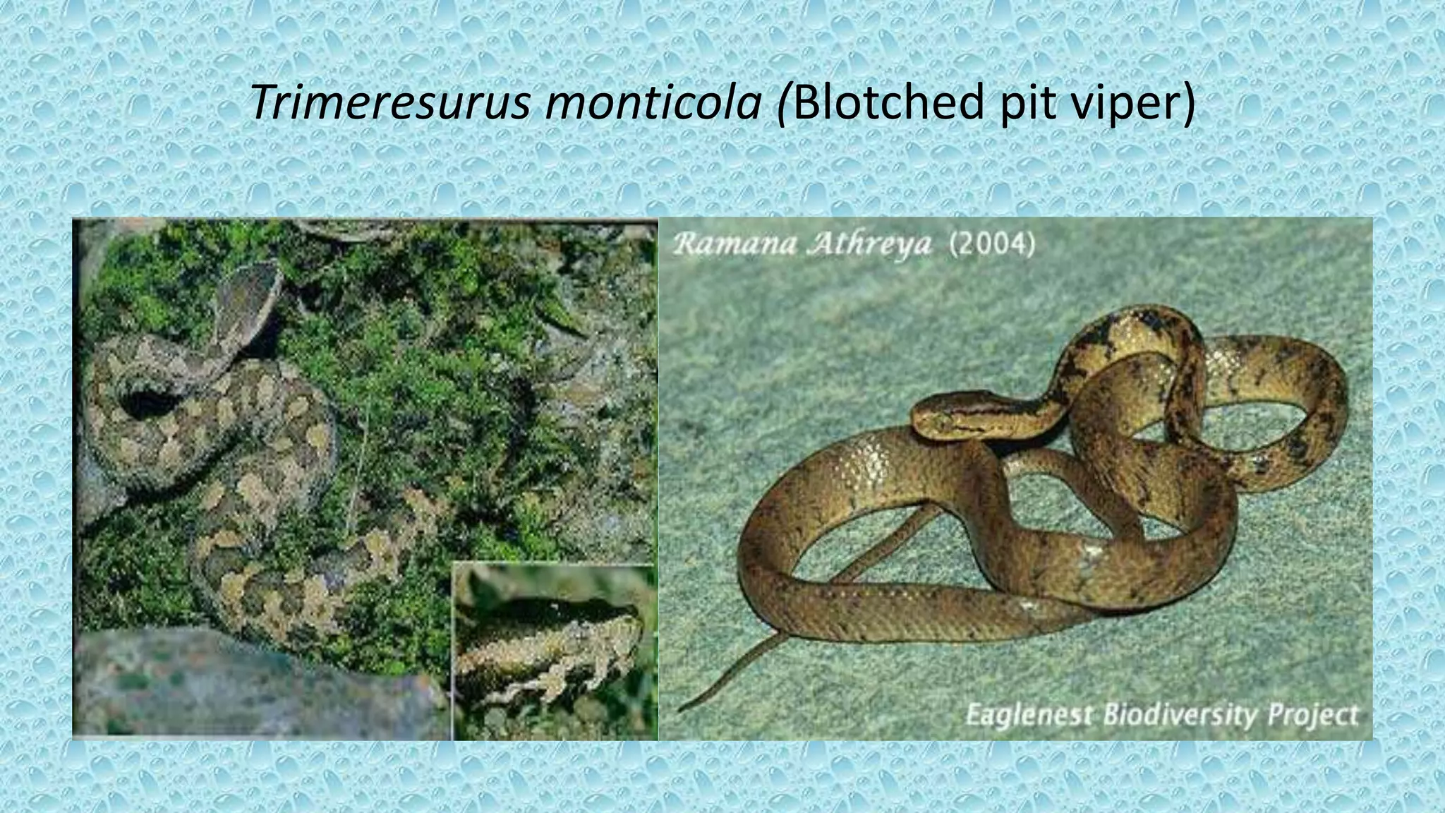 Viper,the snake viper major poison and several types vipers are present ...