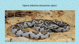 Viper,the snake viper major poison and several types vipers are present ...
