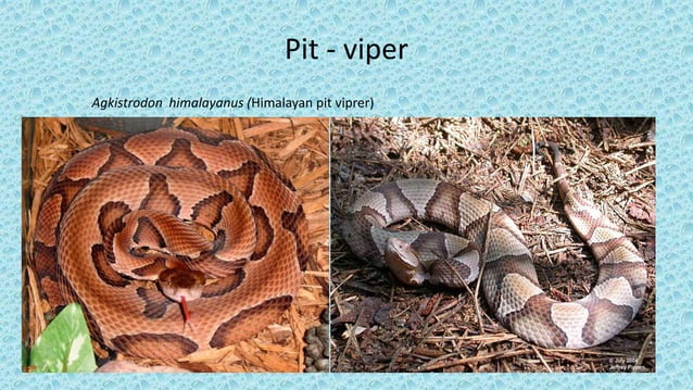 Viper,the snake viper major poison and several types vipers are present ...