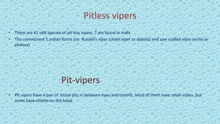 Viper,the snake viper major poison and several types vipers are present ...