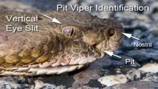 Viper,the snake viper major poison and several types vipers are present ...