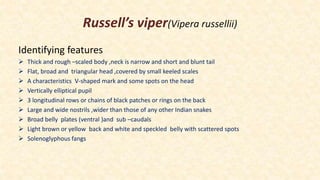 Viper,the snake viper major poison and several types vipers are present ...