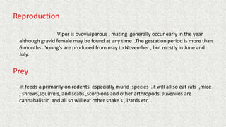 Viper,the snake viper major poison and several types vipers are present ...