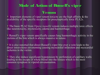 Viper Bite An Overview | PPT